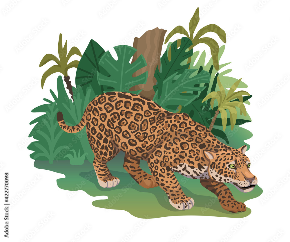 Leopard is hunting, hiding, or preparing to jump. Tropical plants on ...
