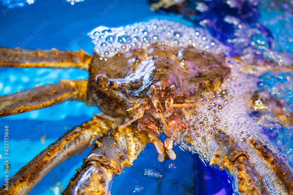 alive fresh king crab in a water tank Stock Photo | Adobe Stock