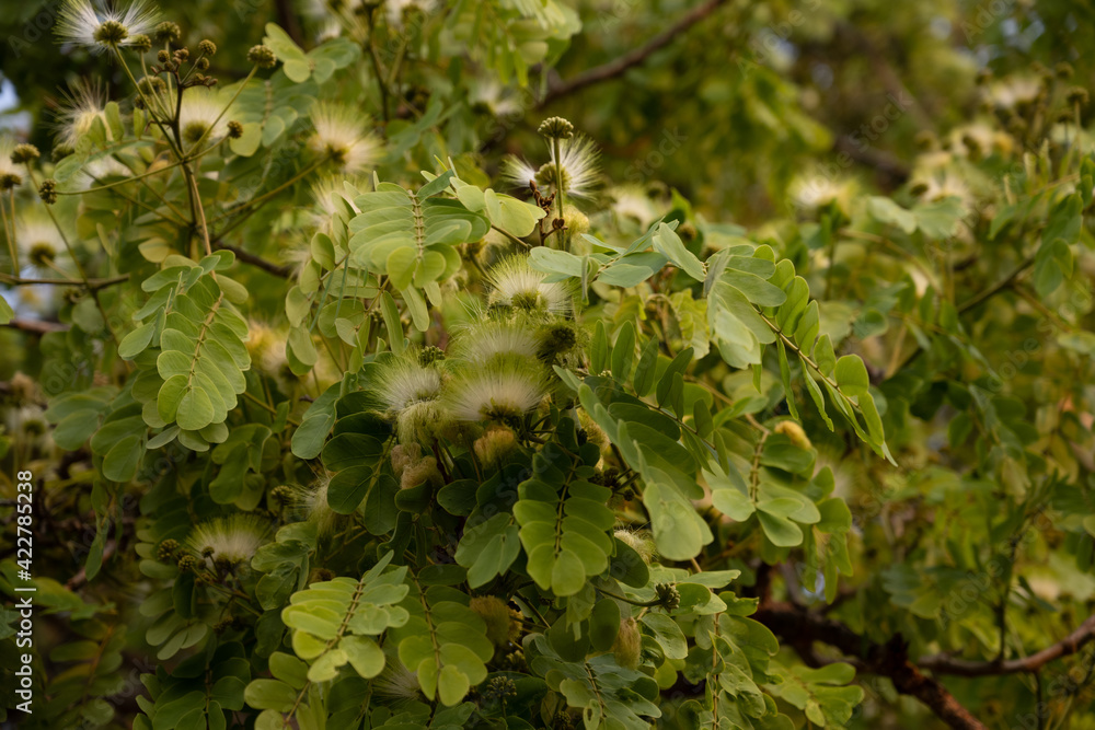 White Silk Tree, Albizia julibrissin, Alba Stock Photo | Adobe Stock