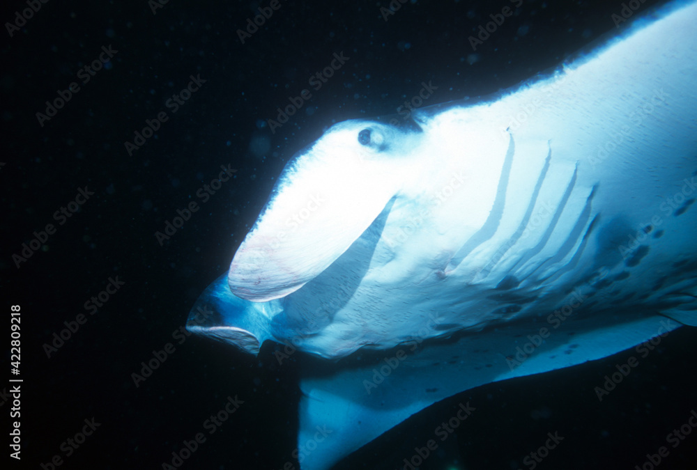 Manta Ray Mouth and Gills from the Bottom in Tropical Water Feeding on ...