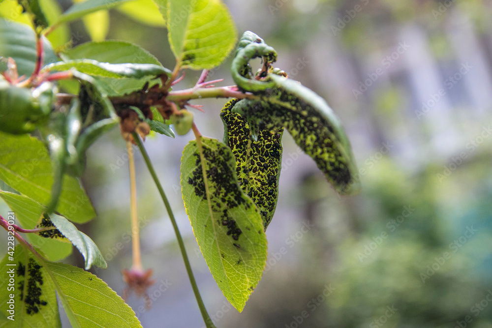Cherry leaves with pests, scale insect on cherry leaves, pests on ...