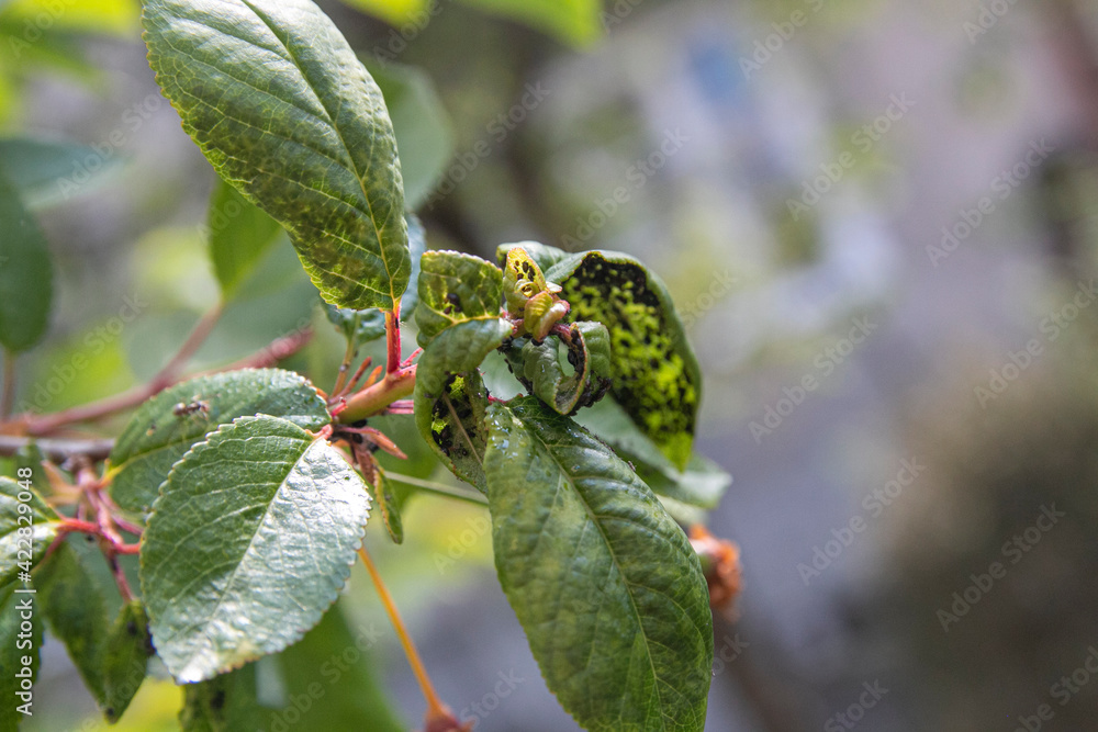 Cherry leaves with pests, scale insect on cherry leaves, pests on ...