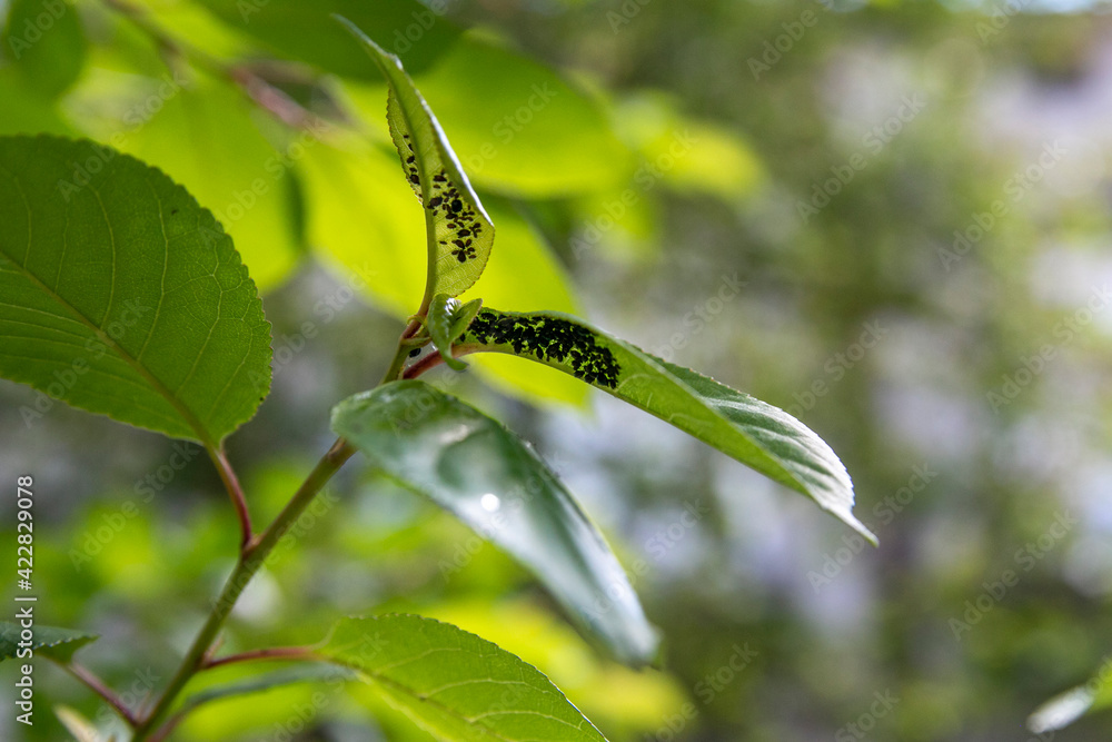 Cherry leaves with pests, scale insect on cherry leaves, pests on ...