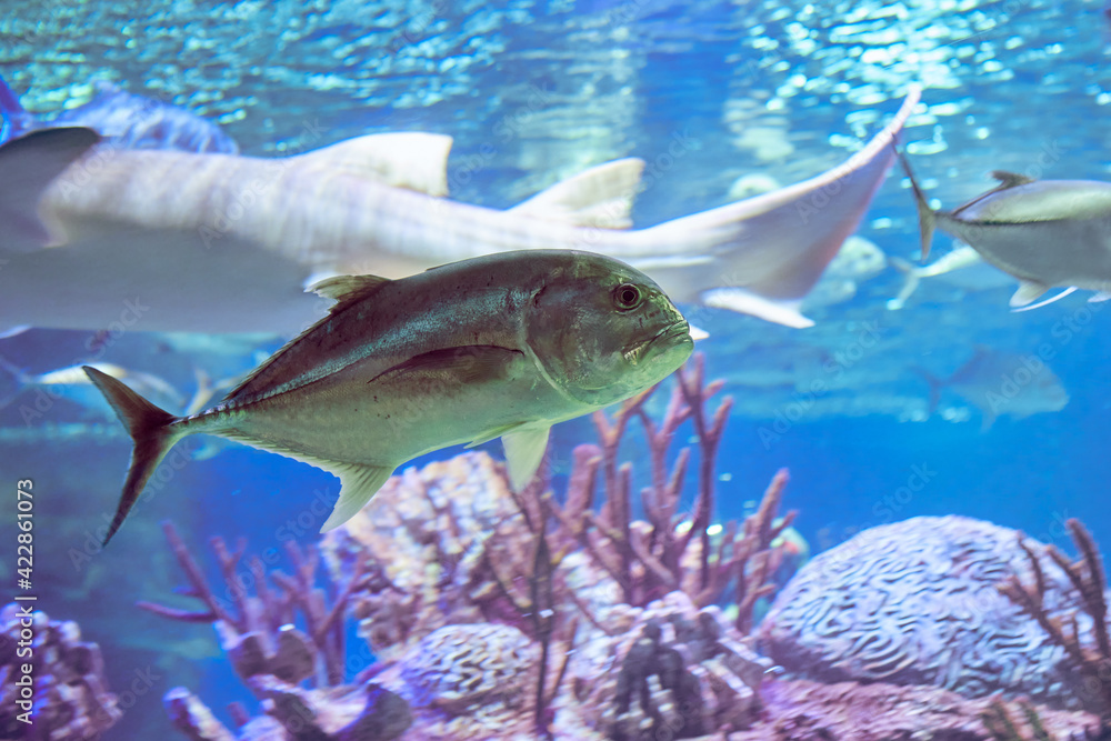 The giant trevally (Caranx ignobilis), also known as the lowly trevally ...