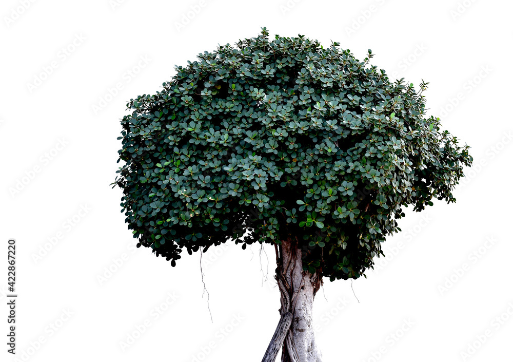 Tree isolated on white background high resolution for graphic ...