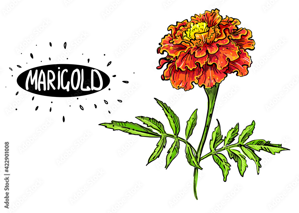 Hand drawn sketch black and color of marigold flowers, leaf. Elements ...