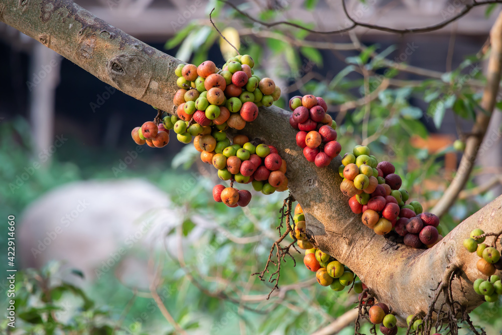 The figs on the multicolored trees look delicious as food for wild ...