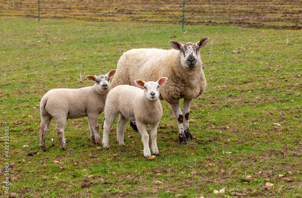 Mother sheep, a ewe with her two well grown lambs in Springtime. Facing ...