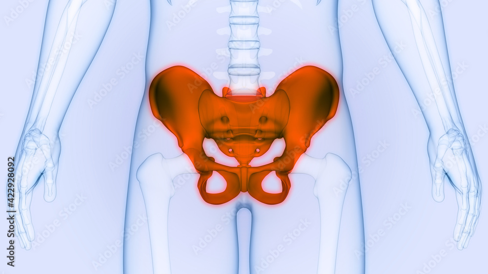 Human Skeleton System Pelvic Girdle Anatomy Stock Illustration | Adobe Stock