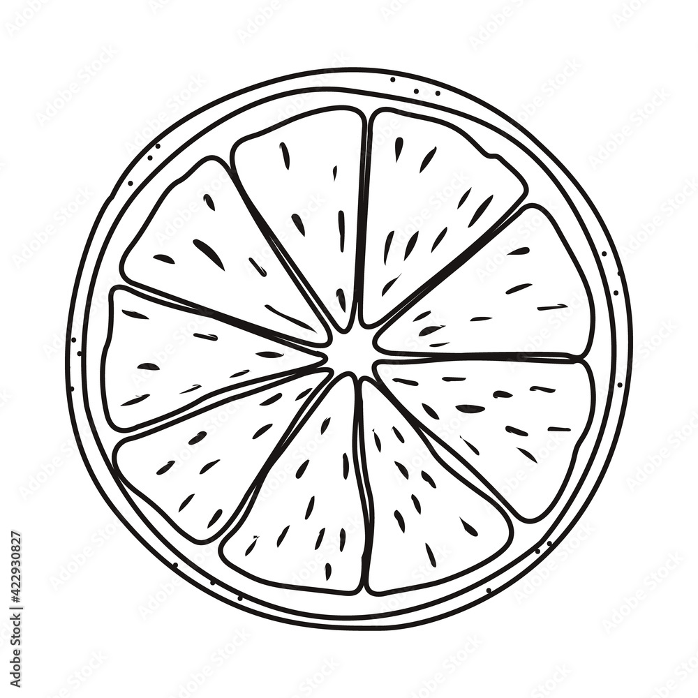 Linear drawing orange slice isolated on white background. Sketch for ...