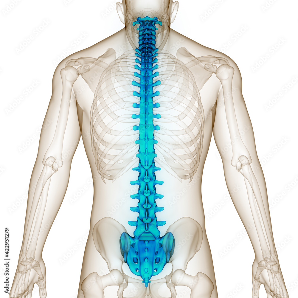 Spinal Cord Vertebral Column of Human Skeleton System Anatomy Stock ...