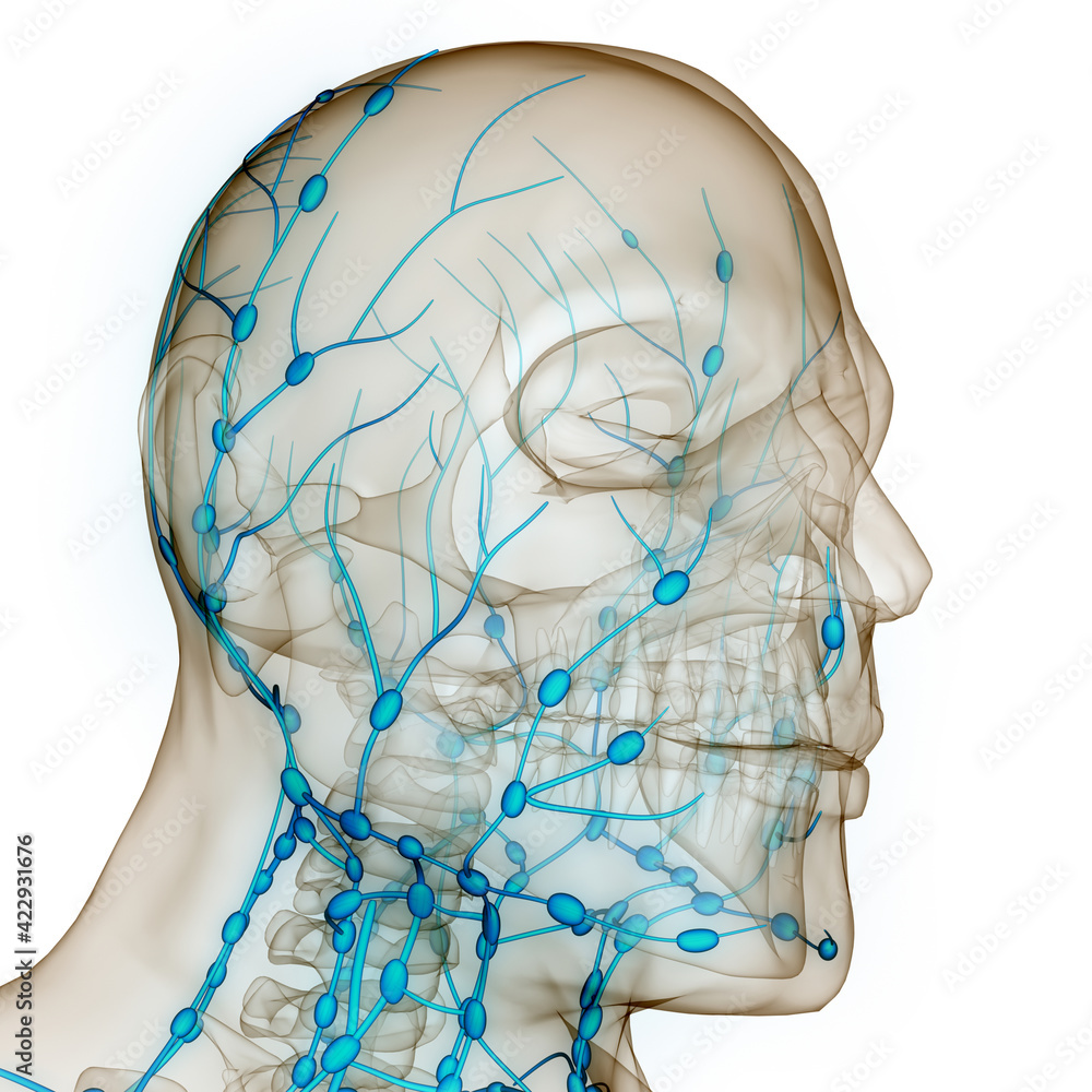 Human Internal system Lymph Nodes Anatomy Stock Illustration | Adobe Stock