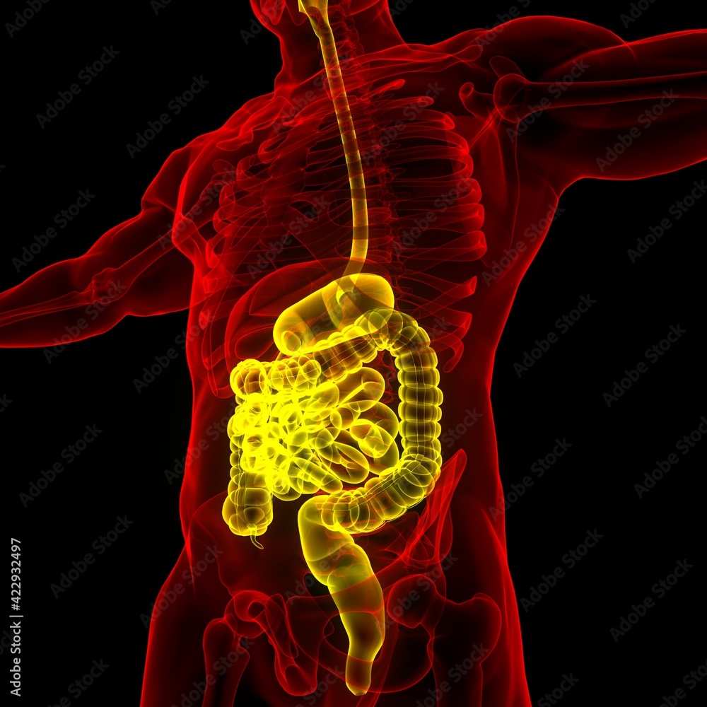 Human Digestive System Anatomy Stock Illustration | Adobe Stock