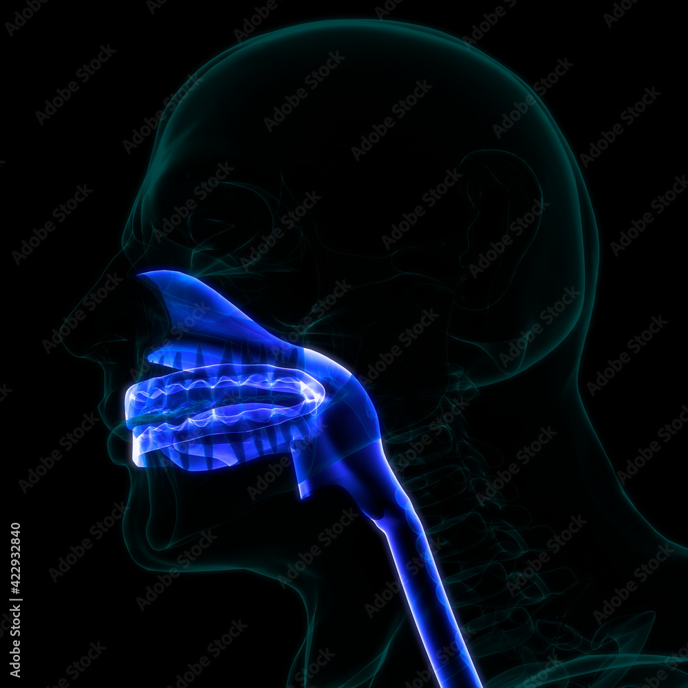 Human Digestive System Anatomy Stock Illustration | Adobe Stock