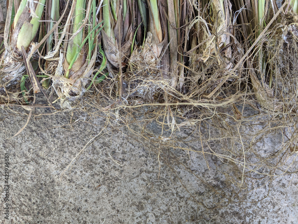 Cymbopogon citratus roots, indian lemon grass root, sereh or serai ...