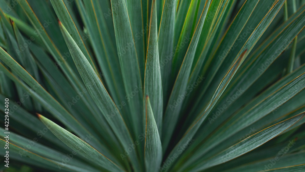 Blue agave plant close up for produce teauila. green botany background ...