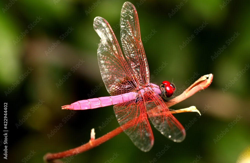 Top View of Common Parasol (Neurothemis Fluctuans) on The Leaves Stock ...