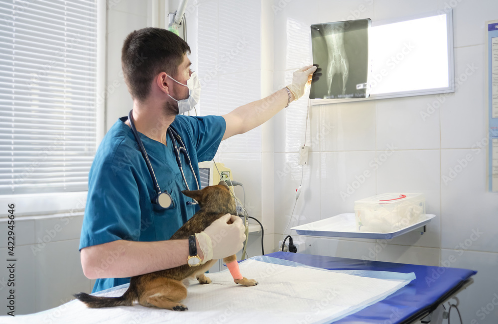 veterinarian and his patient looking at x-ray result. doctor examining ...