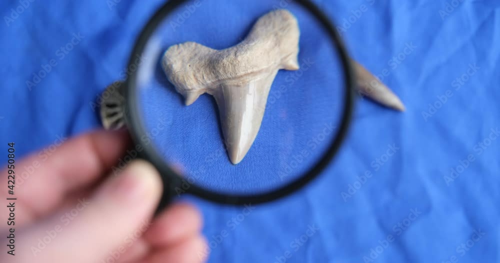 ancient marine fossils. man explores with a magnifying glass petrified ...