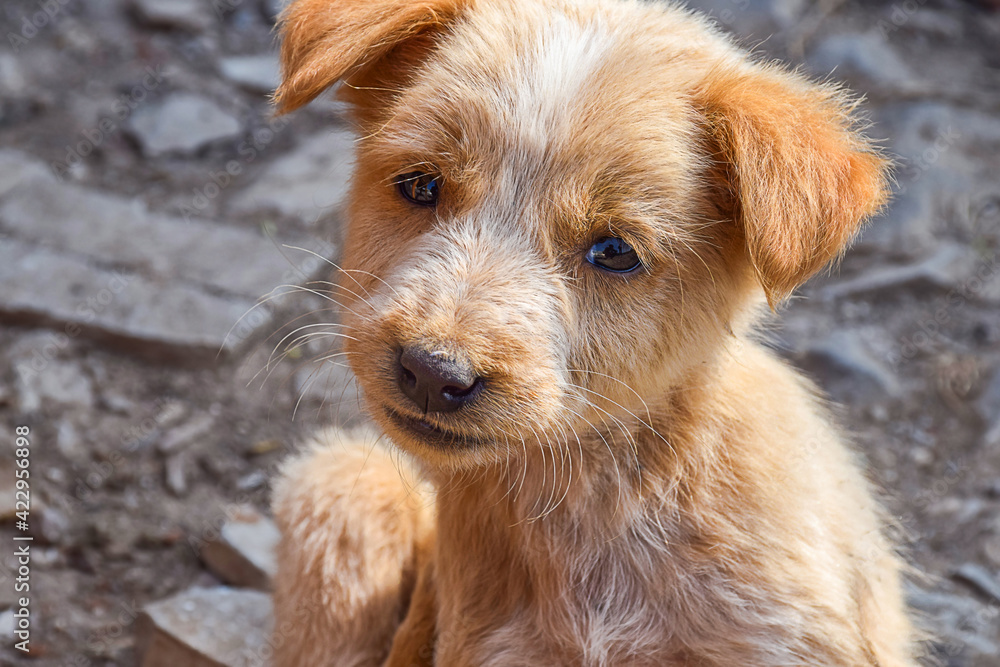 Stock photo of cute little brown color canine breed puppy looking at ...