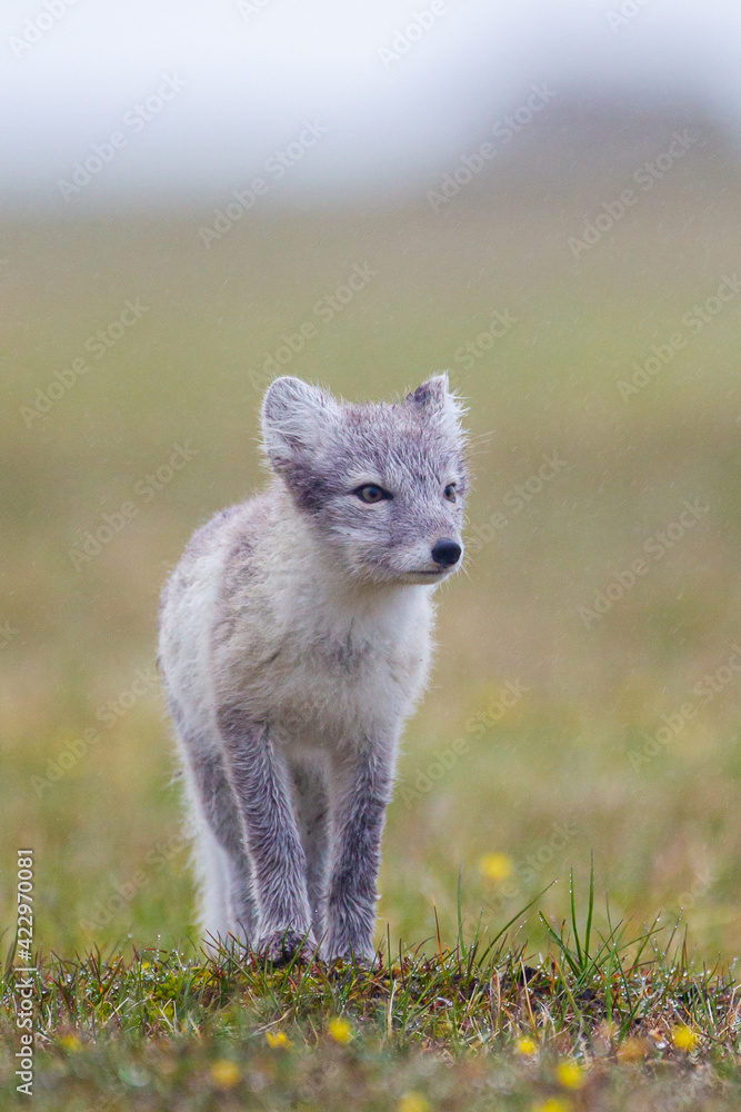 Arctic Fox cub running around on the tundra in the Arctic Stock Photo ...