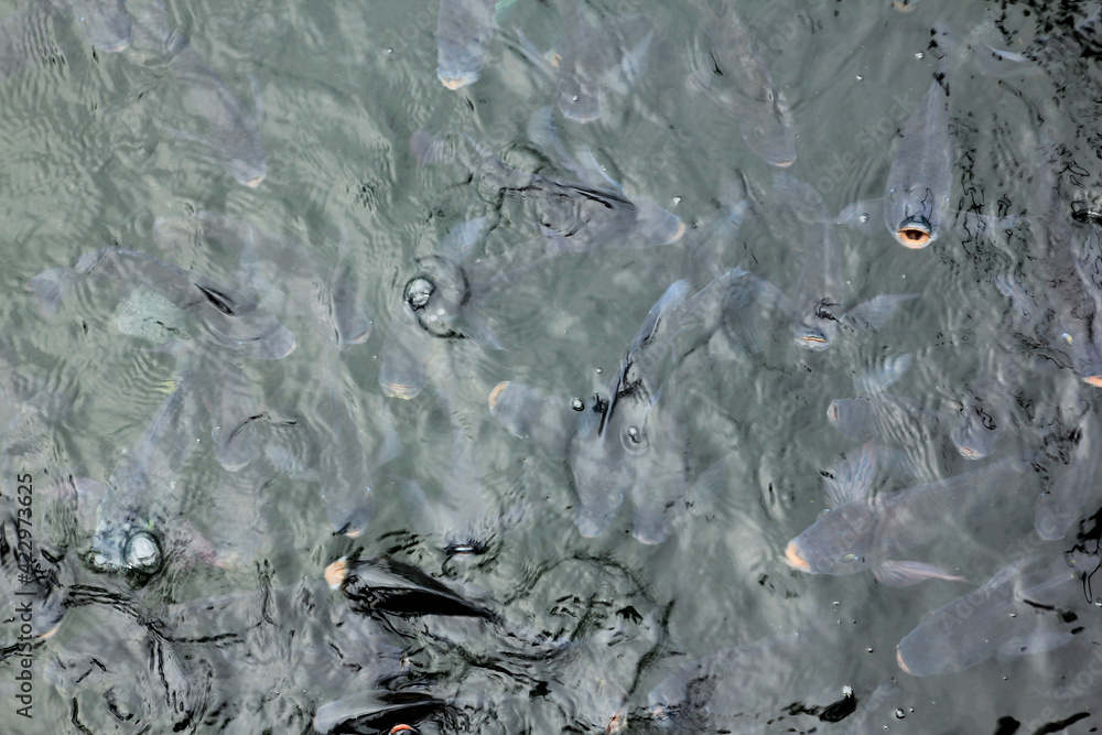 Freshwater fish below the surface of the pond water Stock Photo | Adobe ...
