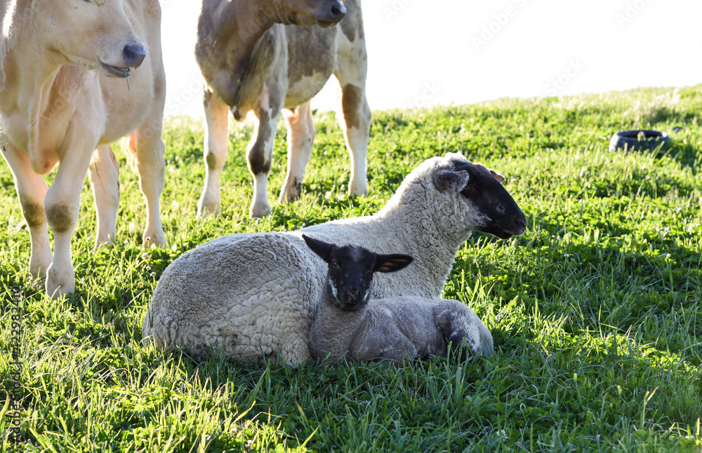 Sleeping Farm Animals