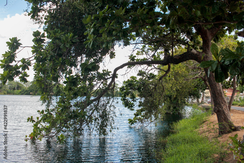 Parque ecologico arvore na agua rio lago lagoa natureza preservação ...