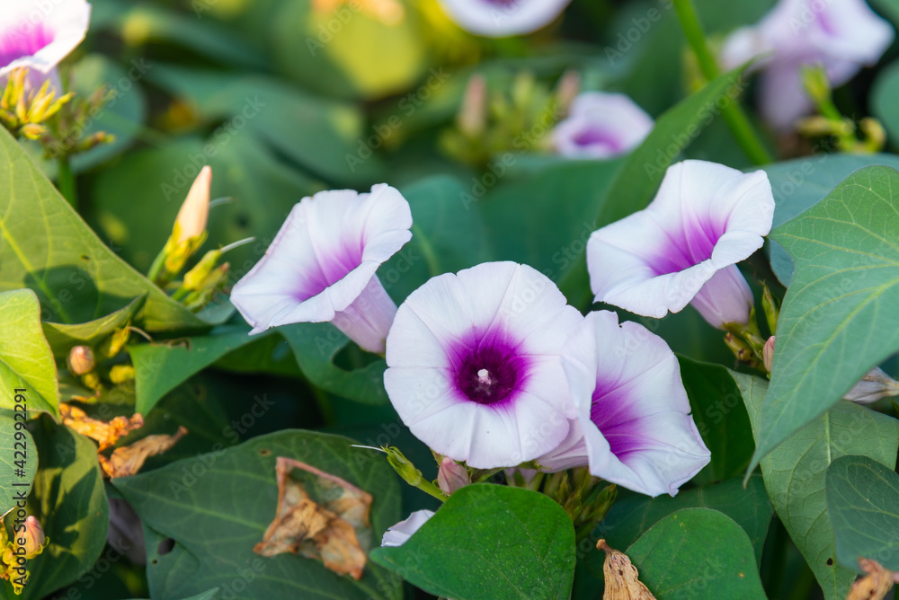 Swamp morning glory, Thai water convolvulus, Water spinach, Water ...