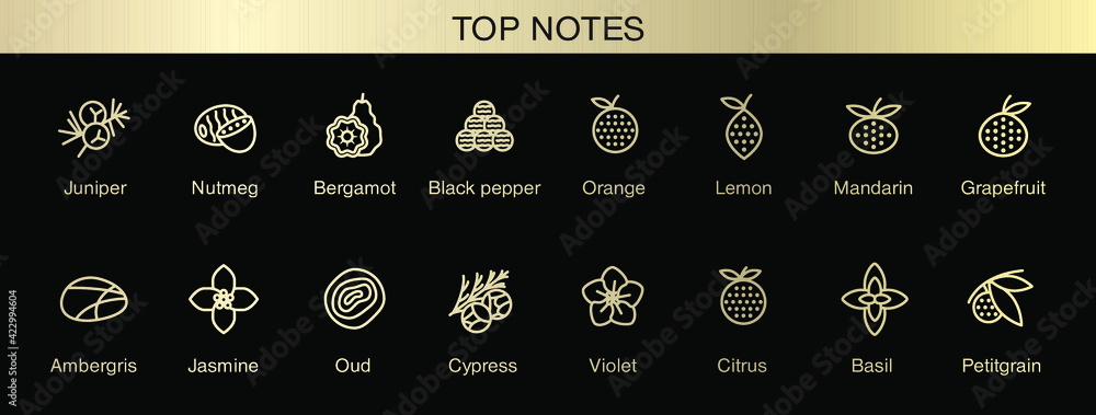 Vector icons aromas top notes. Top notes pyramid chart with examples of ...