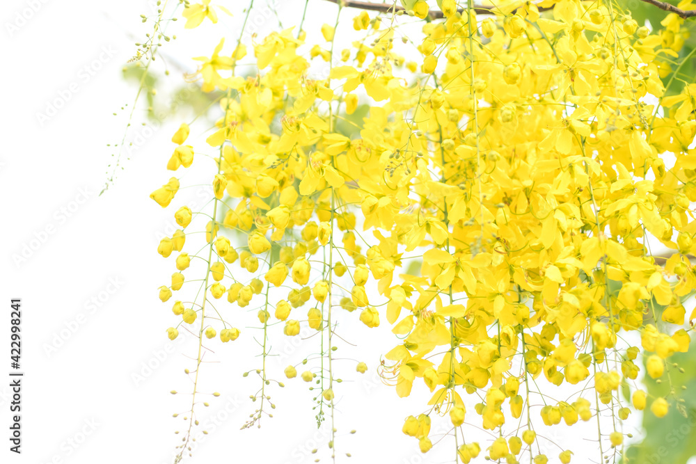 Selective focus Cassia fistula National flower of Thailand Golden Shower Tree. Golden shower ...