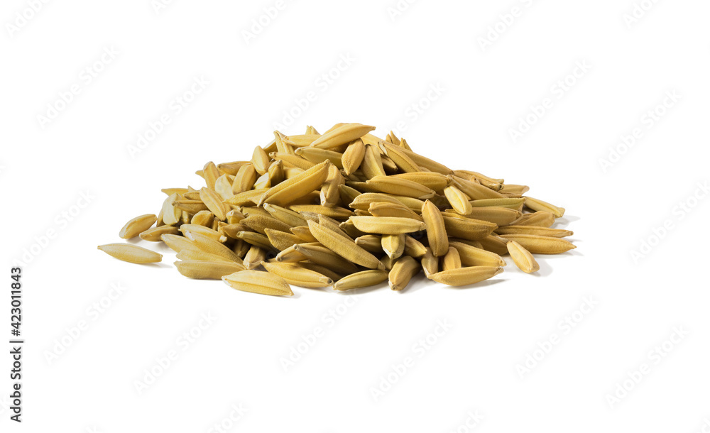 Pile of yellow gold rice. Close up of long paddy rice grains can use ...