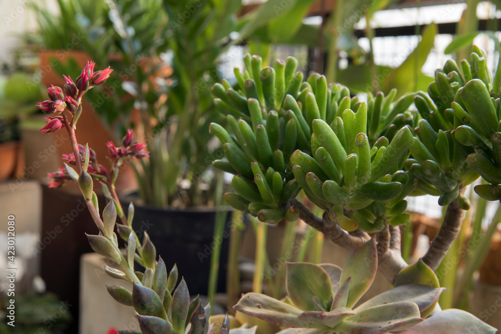 Succulent plants. Closeup of a Crassula ovata Gollum, also known as ...