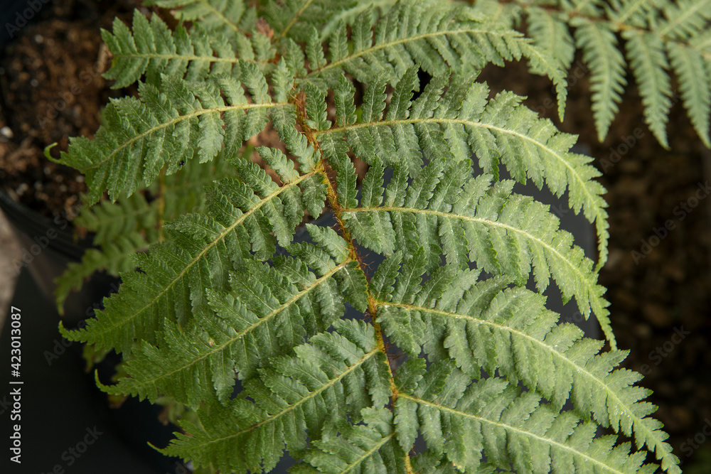 Exotic flora. Overhead closeup view of Cyathea cooperi fern, also known ...