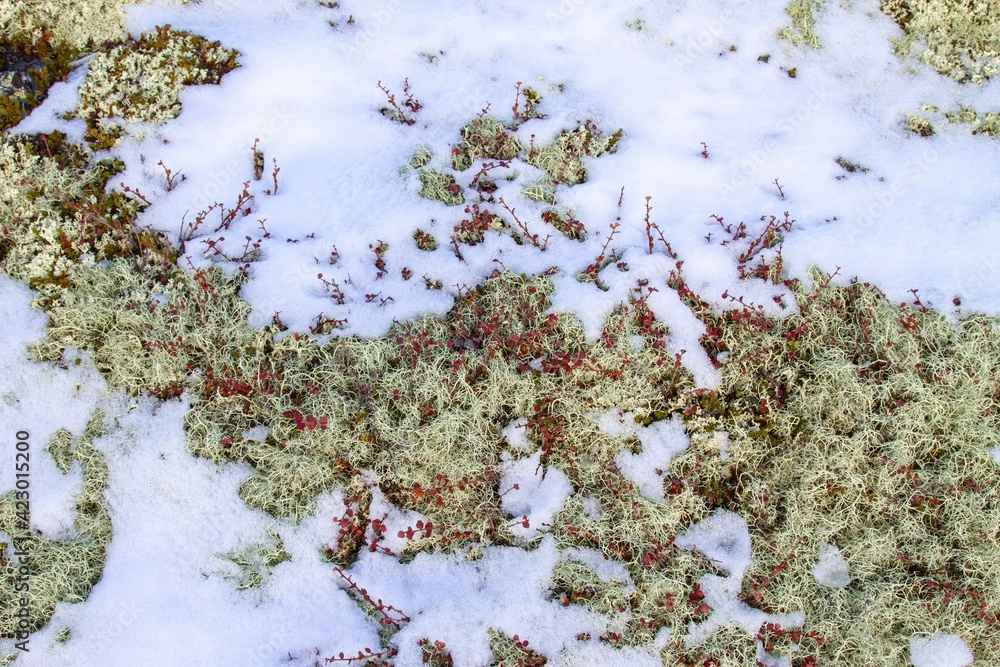 Lichen Salix herbacea, the dwarf willow, least willow or snowbed willow ...