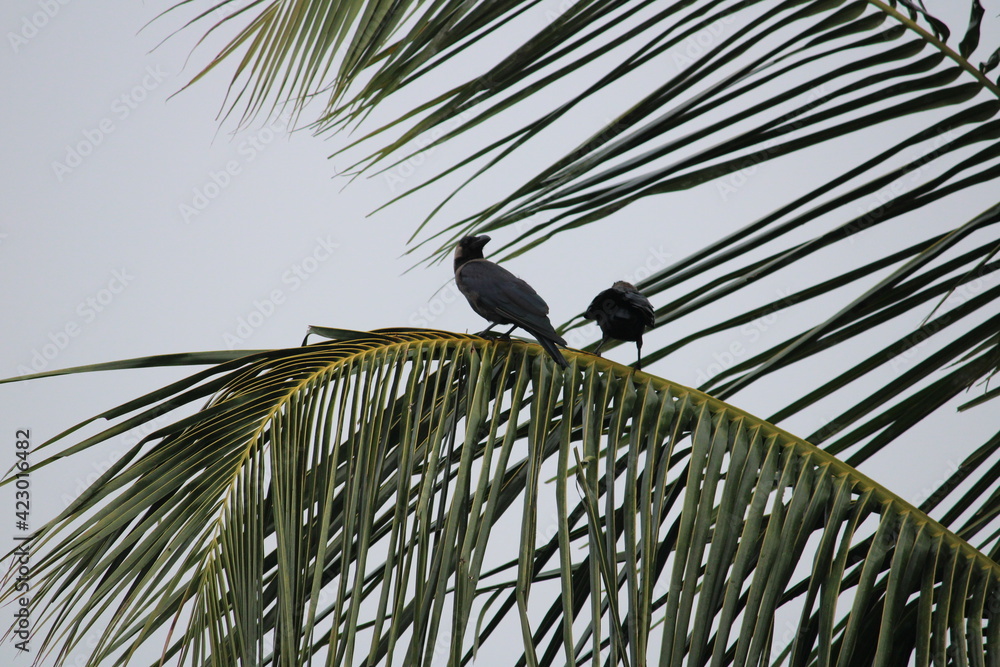 bird on a palm tree Stock Photo | Adobe Stock