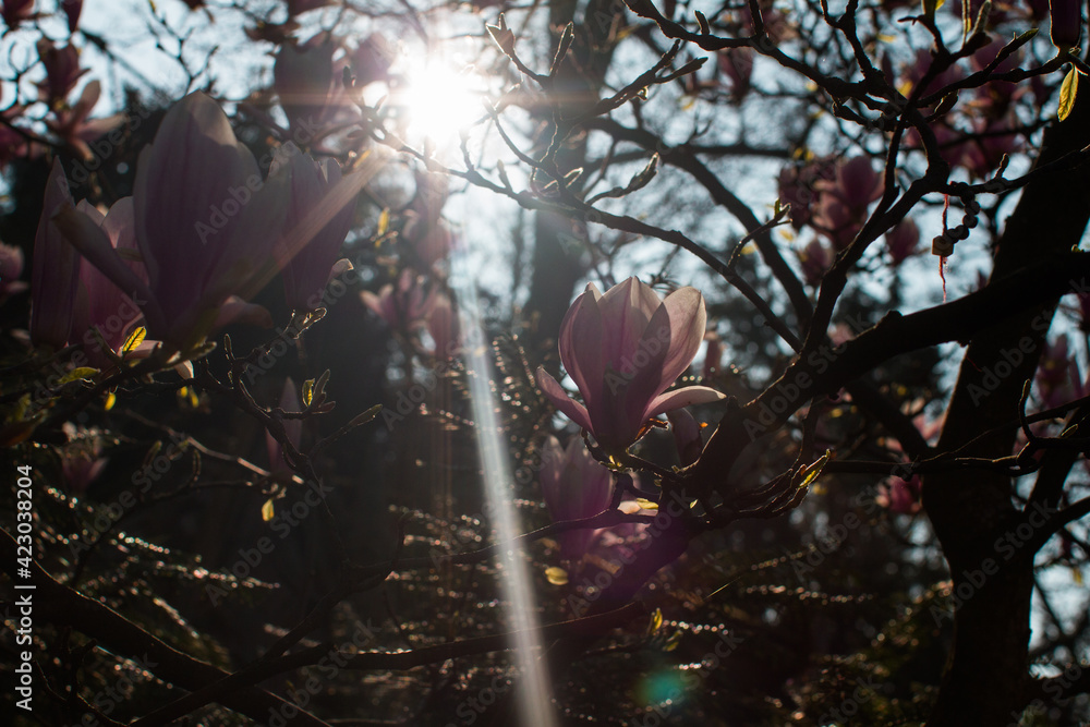 ray of light on morning magnolia grandiflora flowers for springtime ...