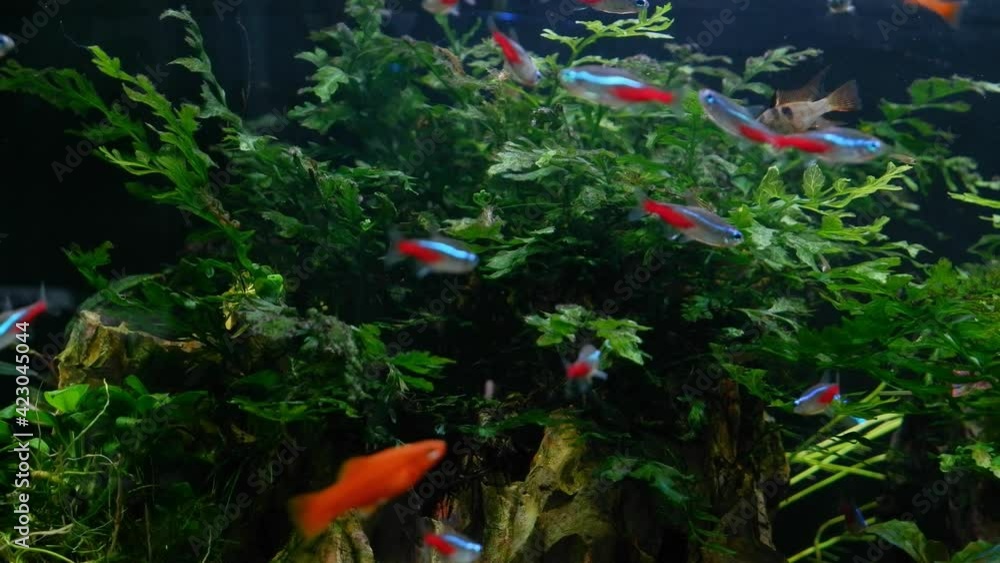 mess of neon glowing adult cardinal tetra and Bolivian ram cichlid in ...