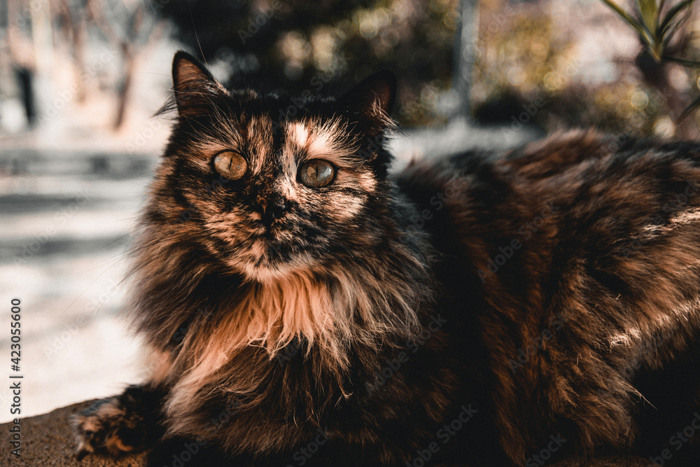 cat on the rock Stock Photo | Adobe Stock
