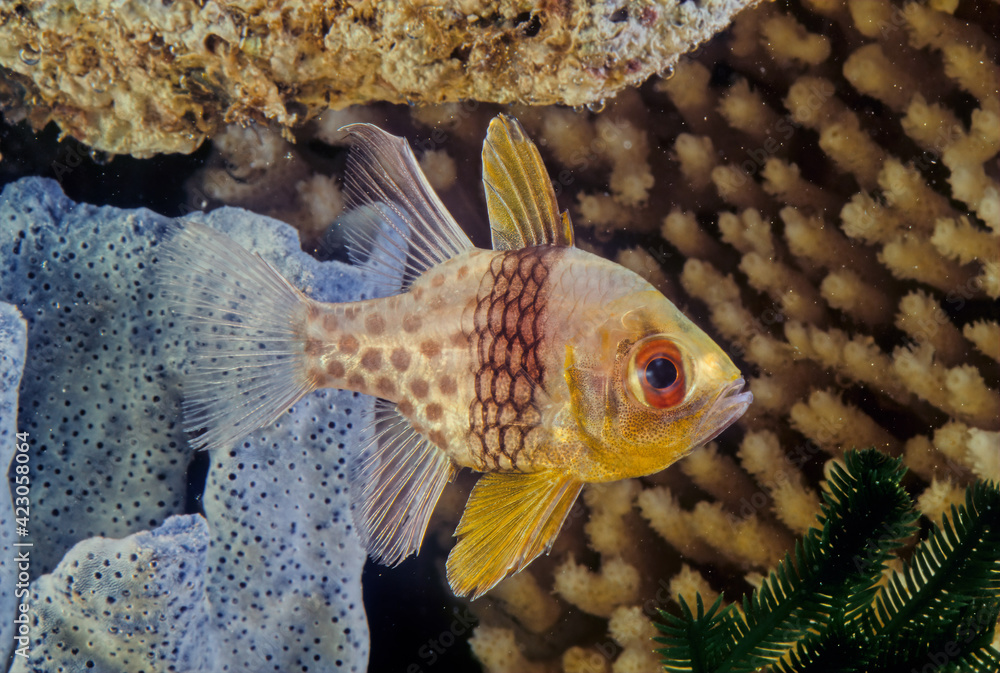 Stockfoto Sphaeramia is a genus of the Apogonidae (cardinalfishes ...