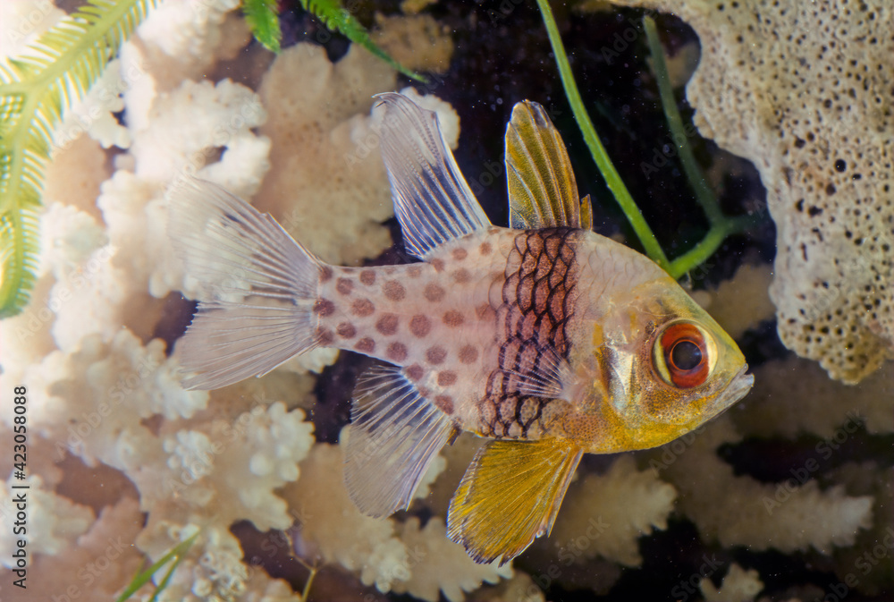 Sphaeramia is a genus of the Apogonidae (cardinalfishes). They are ...