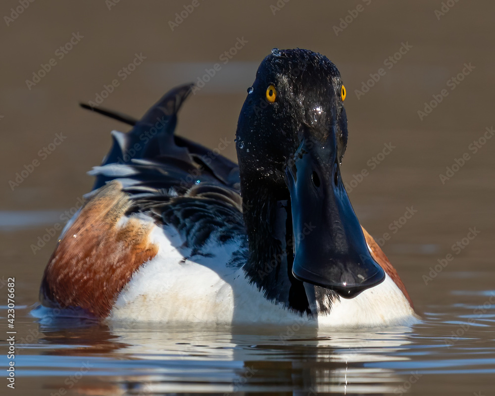 Shoveler Duck