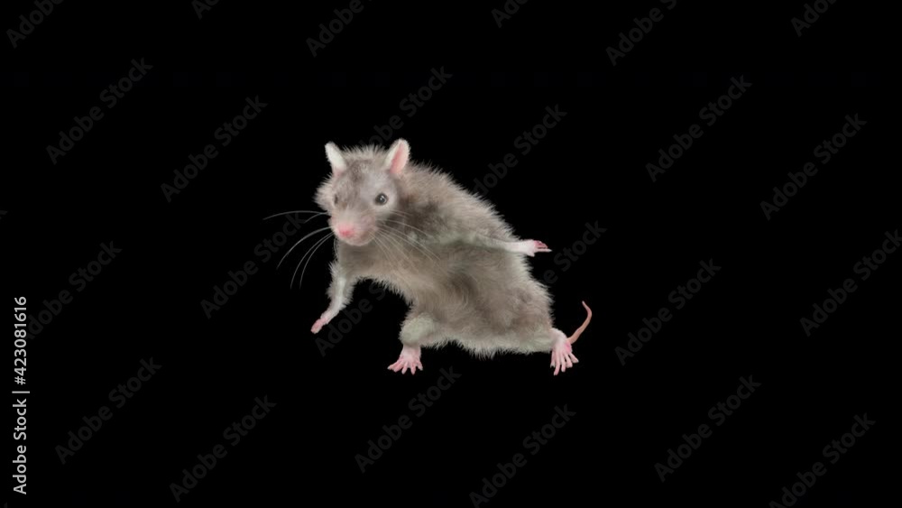 rat Dance CG fur 3d rendering animal realistic CGI VFX Animation Loop ...