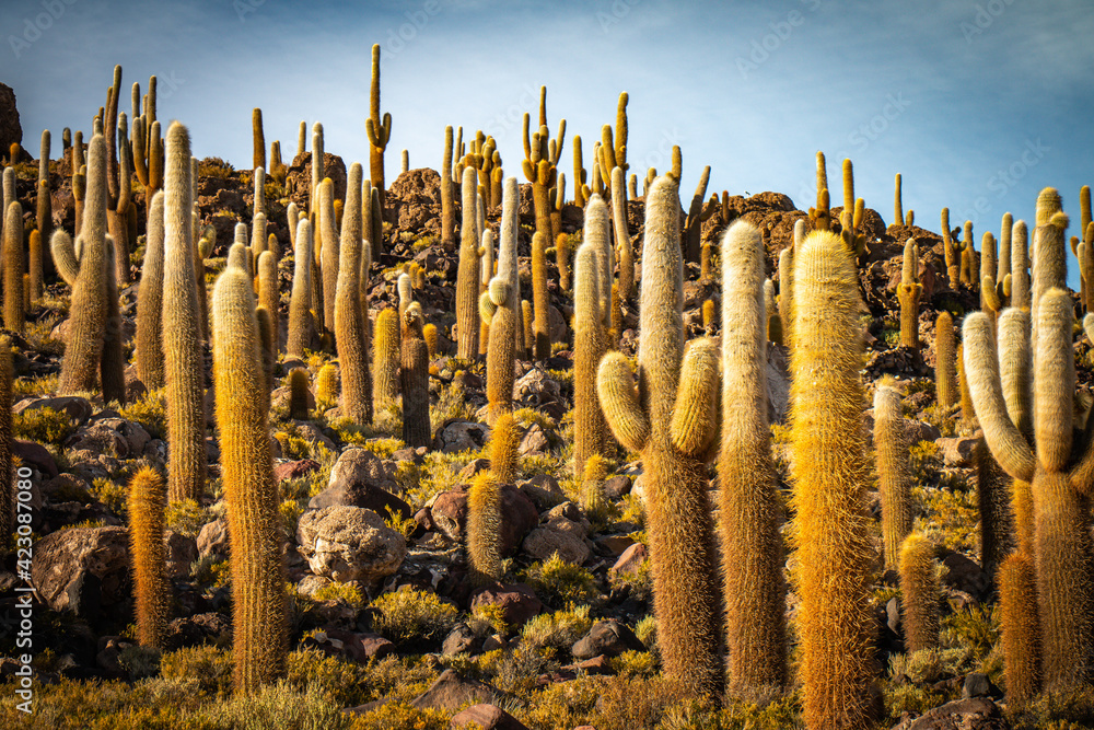 cacti, island of incahuasi, salar de uyuni, salt flats, bolivia Stock ...