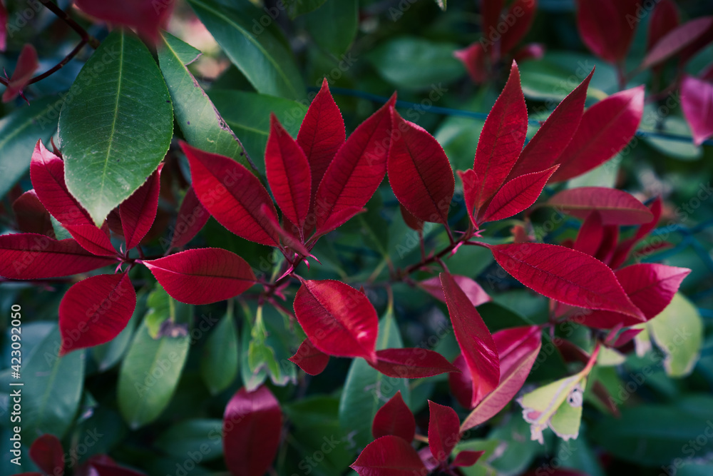 Une plante avec des feuilles rouges au milieu de feuilles vertes Stock ...