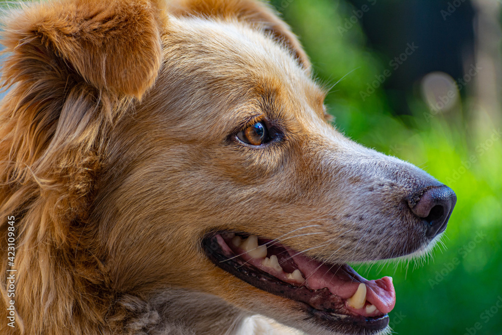 rostro de perro alegre de pelaje dorado y blanco en un fondo natural ...