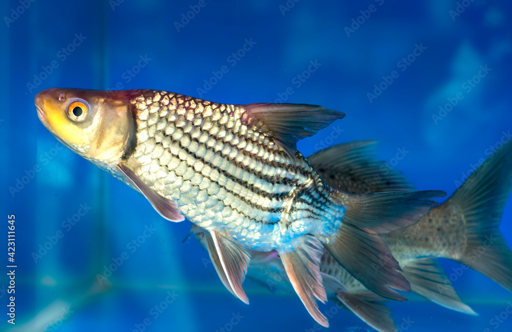 Beautiful fish swimming in fish tank. Their bodies with deformed tails ...