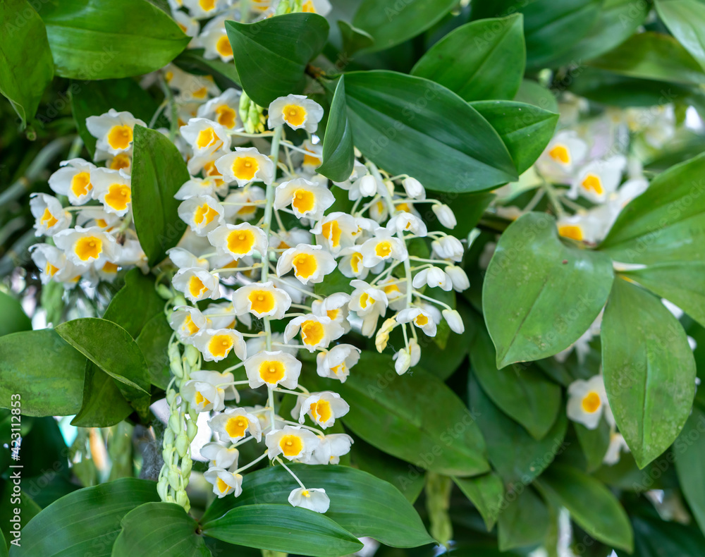 Dendrobium Aphyllum orchids flowers bloom in spring lunar new year 2021 ...