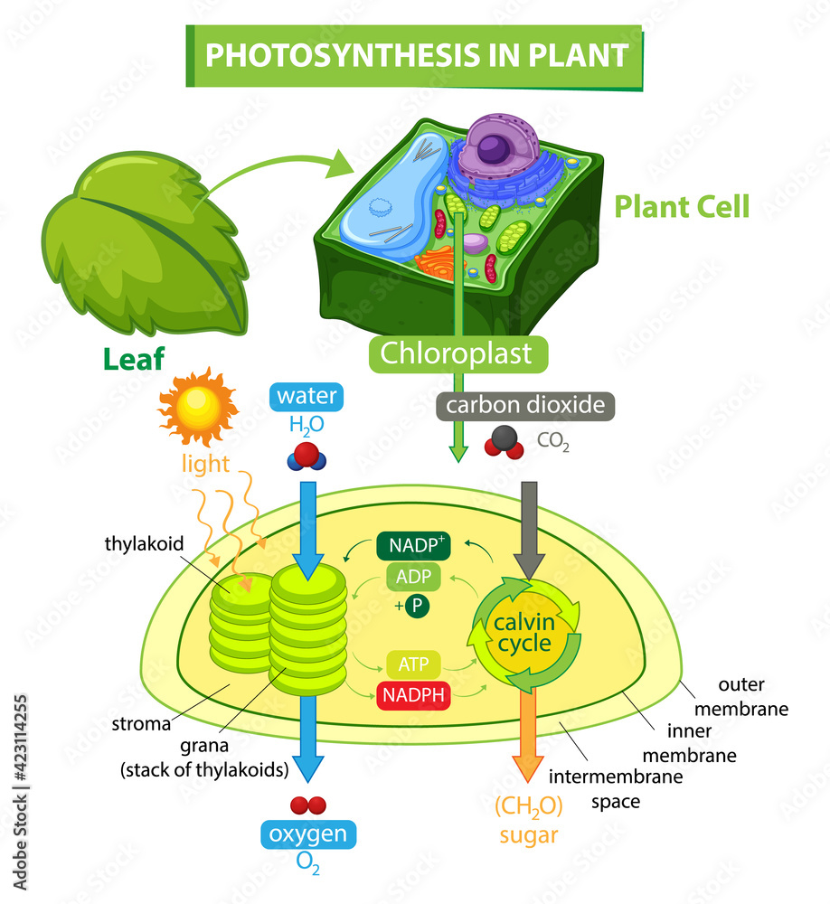 Diagram showing process of photosynthesis in plant Stock Vector | Adobe ...