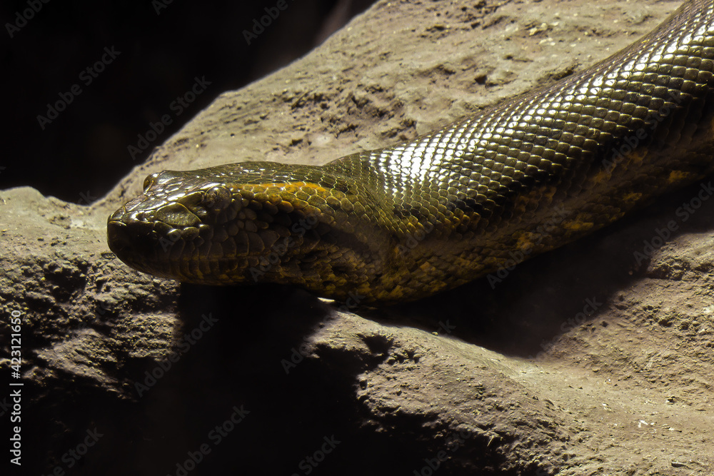 Green Anaconda Head